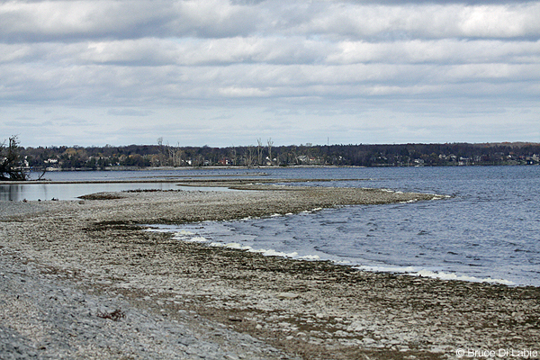 Bruce Di Labio's Blog: November 6, 2012 birding Amherst Island