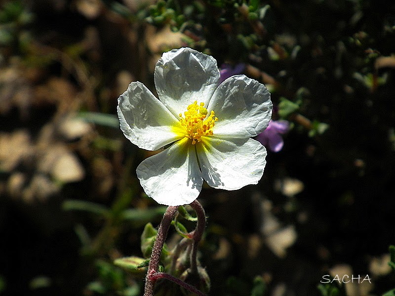 Un jour....Une photo !: Fleurs de garrigue