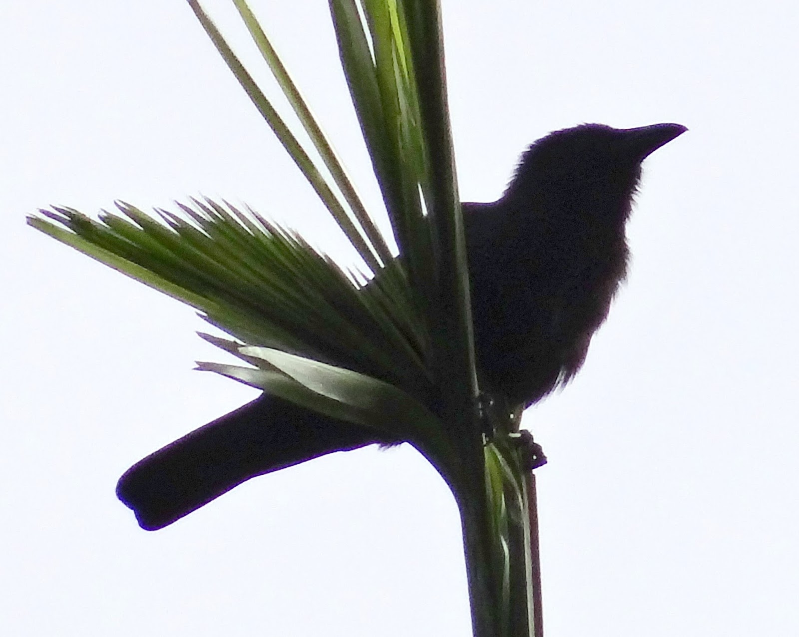 sunshinecoastbirds: Birding Jamaica