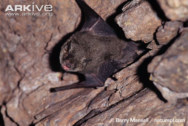 Argentina nativa: Murciélago pescador chico (Noctilio albiventris)