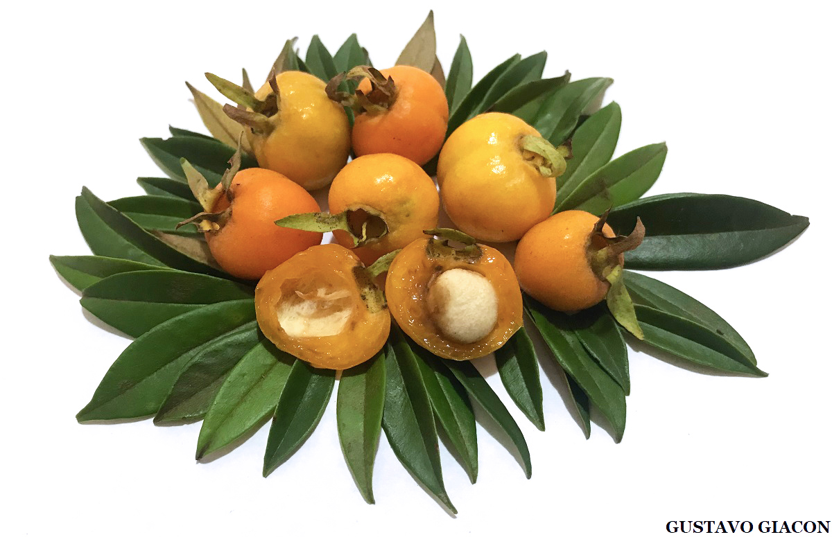 Viveiro Ciprest - Plantas Nativas e Exóticas: Pitomba Amarela da Bahia ...