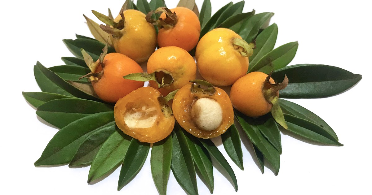 Viveiro Ciprest - Plantas Nativas e Exóticas: Pitomba Amarela da Bahia ...