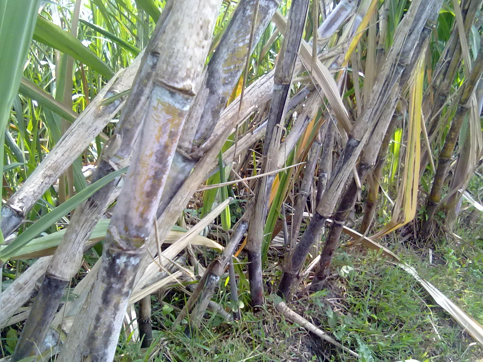 jual bibit tebu murah