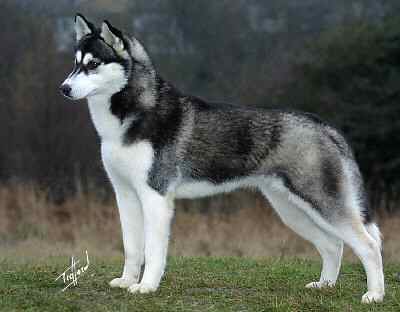 Gyvunai: Sibiro Haskiai