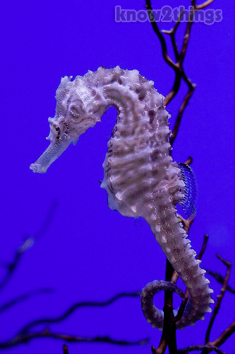 Top 10 Animal That Can Change Color | Everything You Know