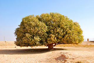 The Only Living Sahabi Tree