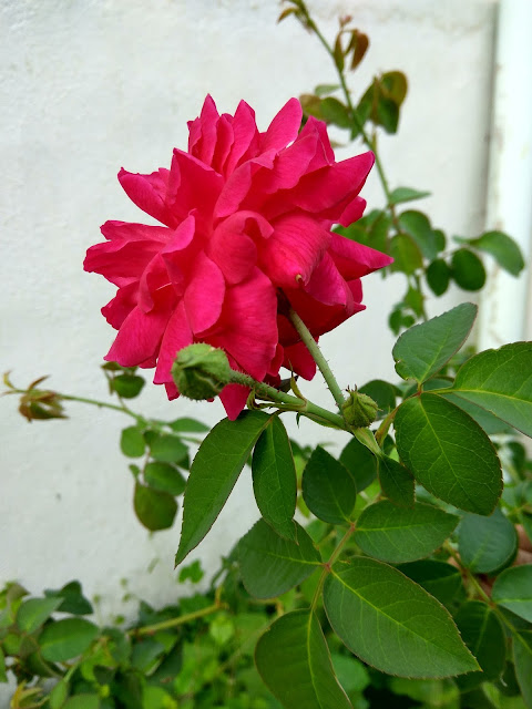 Suloshomegarden: Roses in our garden