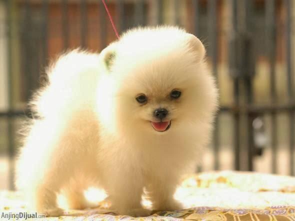 Ciri Fisik Hingga Watak Antara Kucing Persia & Anggora