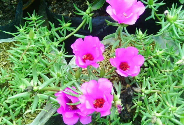 Jual Tanaman Hias Sutra Bombay | Bunga Jam 8 | Bunga Portulaca ...