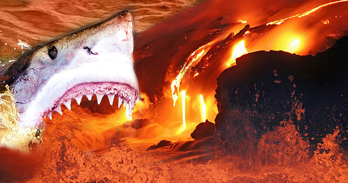 Living Sharks Found Inside an Active Underwater Volcano (Video)
