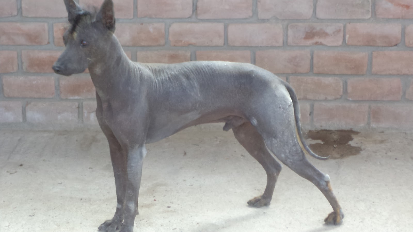 Damn Dog House: Can you help????