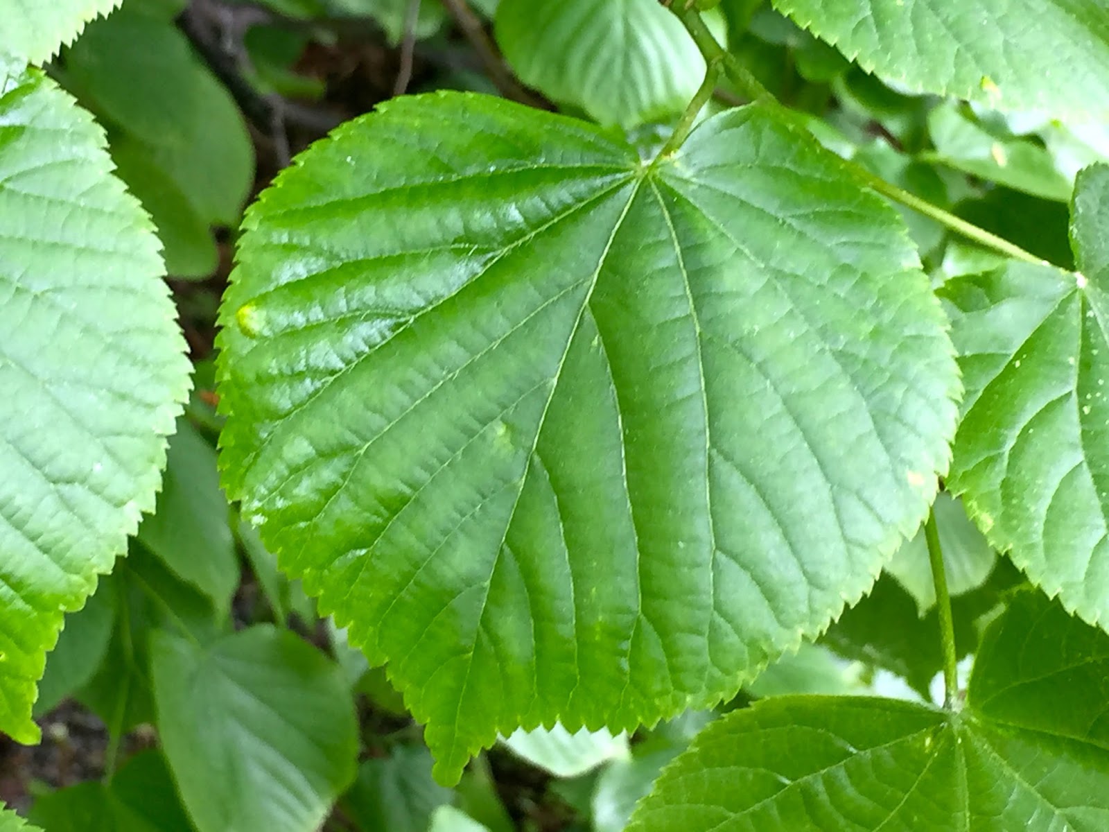 Resan inåt: Svenska träd: upptäck, känn igen och använd