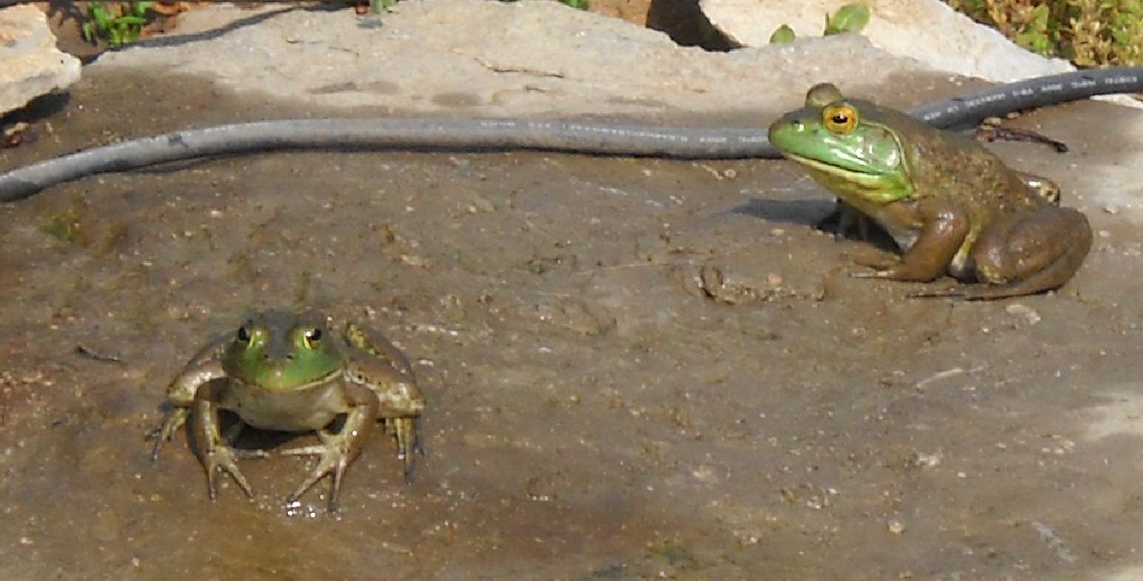 Pond and Water Garden
