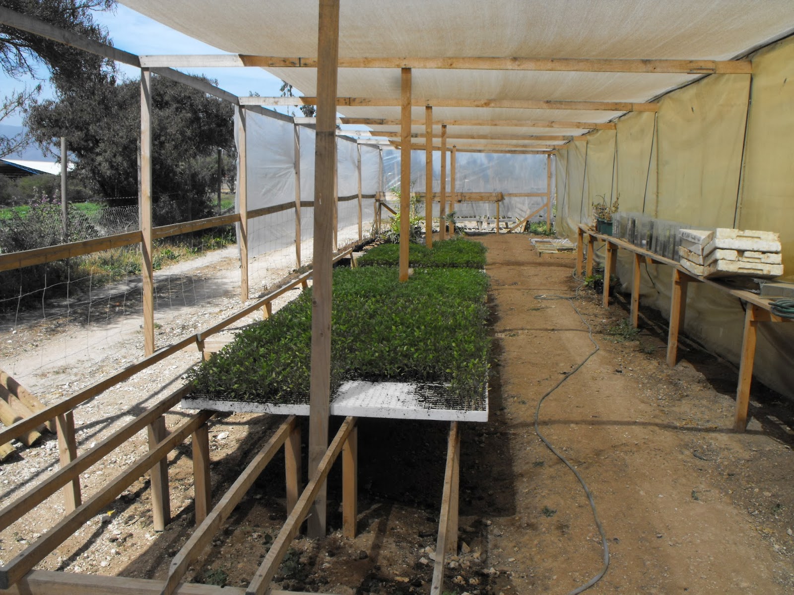 HORTALIZAS AL AIRE LIBRE Y EN INVERNADEROS: PRODUCCION DE ALMACIGOS DE ...