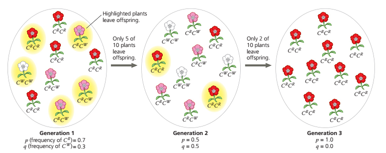 EVOLUSI - Biologi Buanget