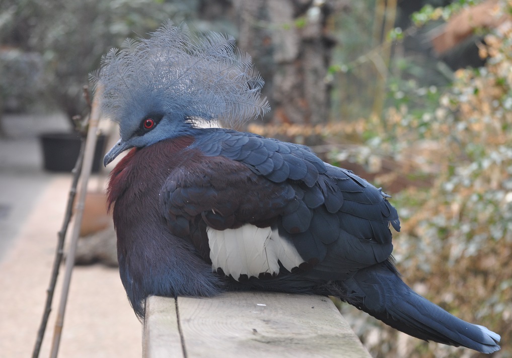 ZOOTOGRAFIANDO (6.100 ANIMALS): GOURA DE SCLATER / SCLATER´S CROWNED ...