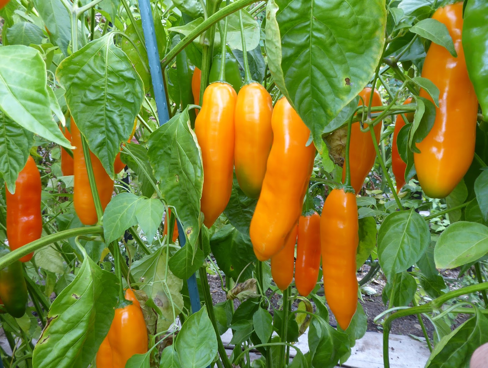 From Seed To Table: 2017