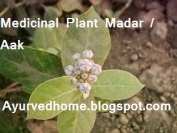 Ayurveda Home and Remedies with Nature: Introduction to Madar or Aak ...