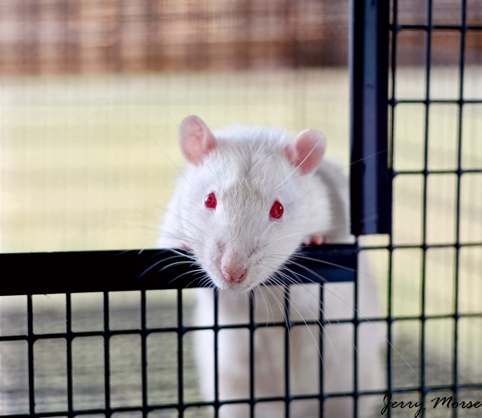 Ratos sprague-dawley; Ratos Holtzman