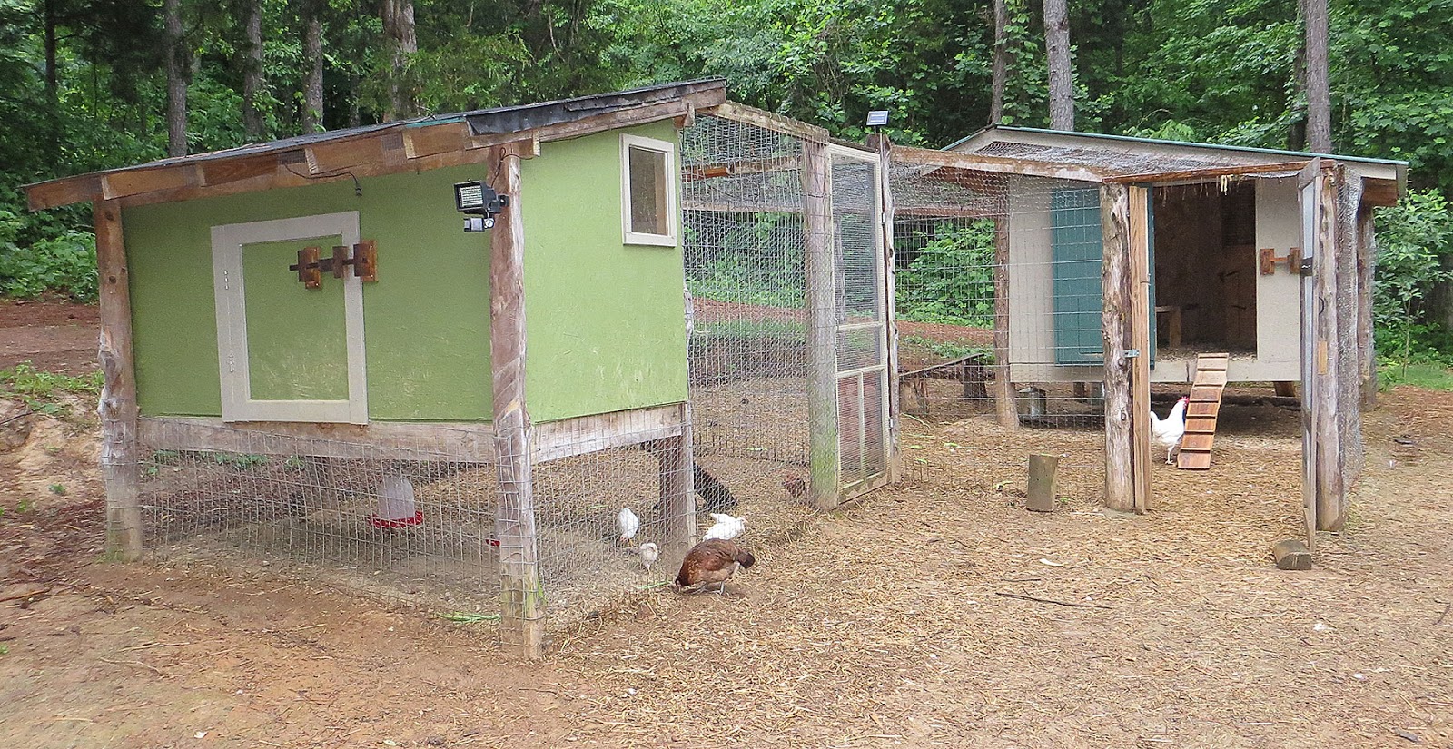The Chicken Compound – maitrihomestead.com