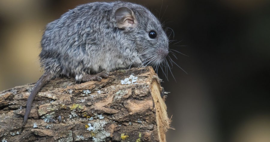 Argentina nativa: Rata chinchilla (Abrocoma cinerea)