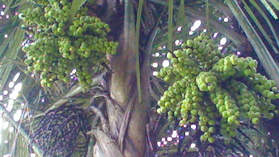 Bicara Mentari: KHASIAT ISI BUAH KABUNG ENAK DIMAKAN