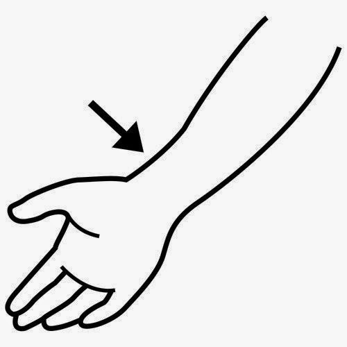 El Cuerpo Humano: LAS EXTREMIDADES