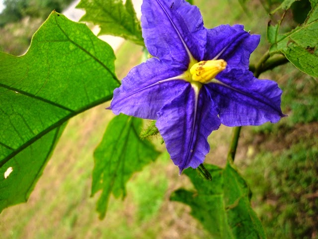 #Amazônia - Flores silvestres amazônicas