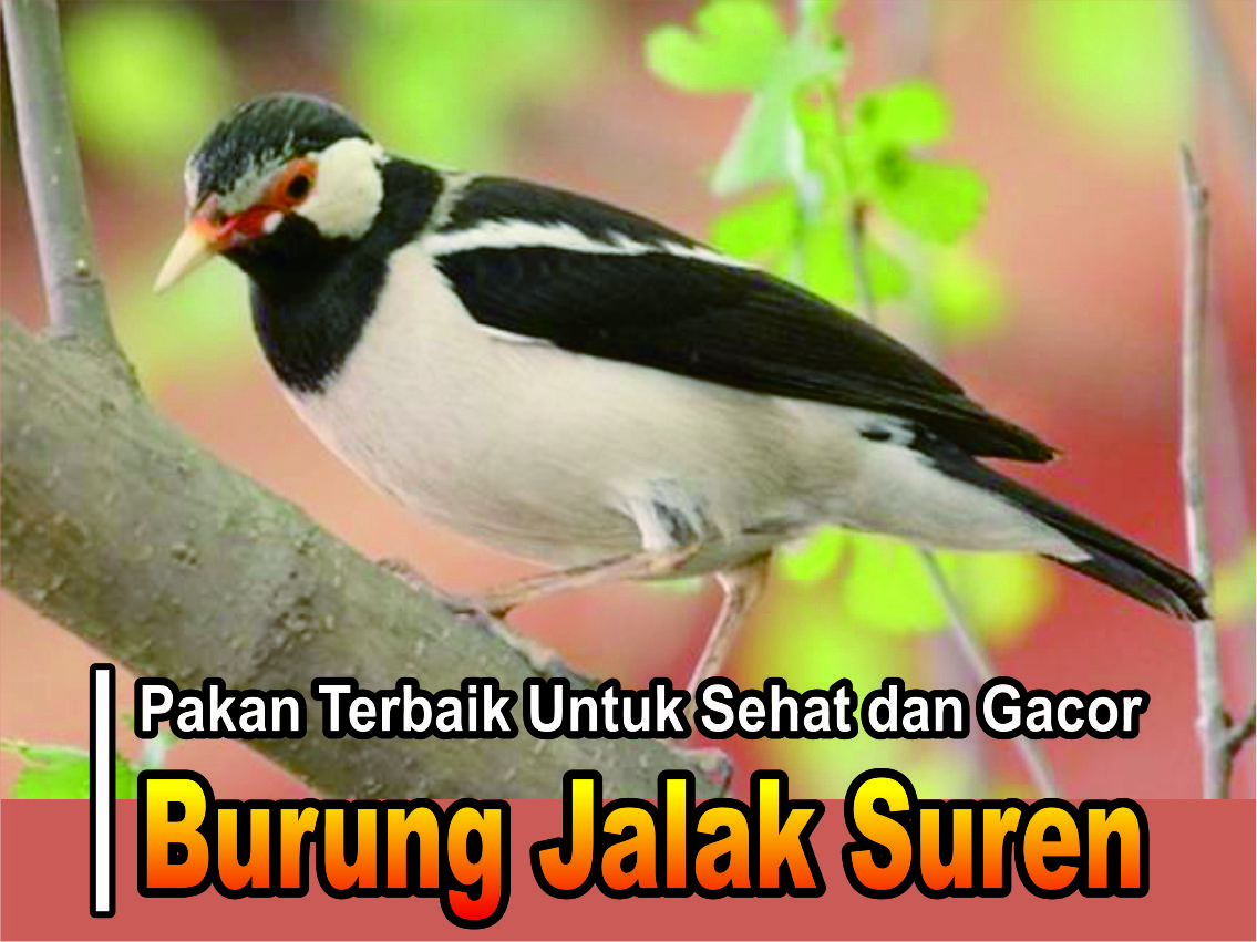 Pakan Terbaik JALAK Suren Untuk Menjaga Kesehatan Dan GACOR - Biologizone