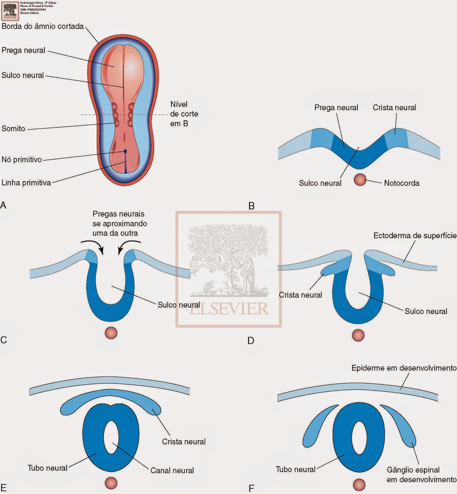 Laboratório Virtual de Embriologia: 09. Neurulação
