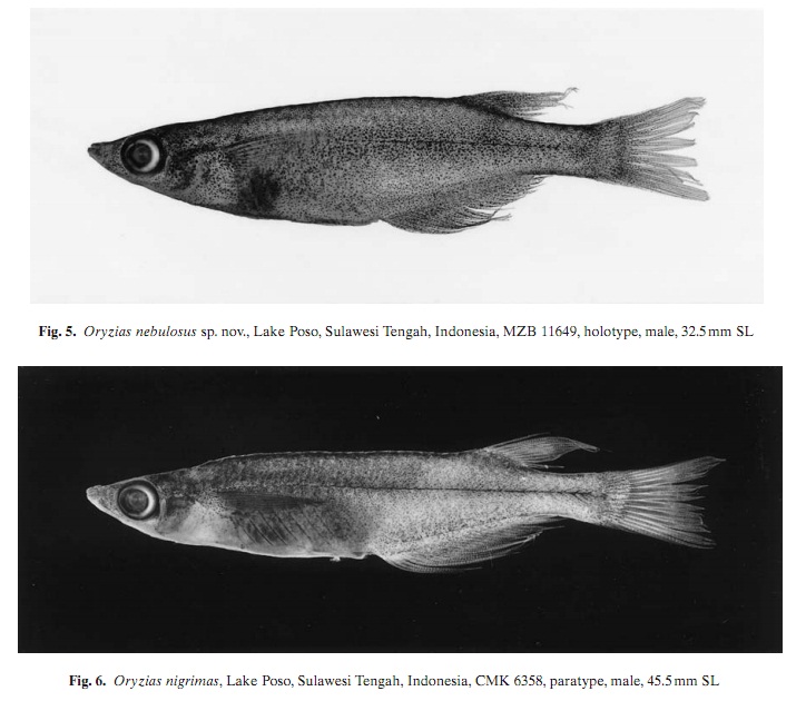 Species New to Science: [Ichthyology • 2004] Adrianichthys roseni ...