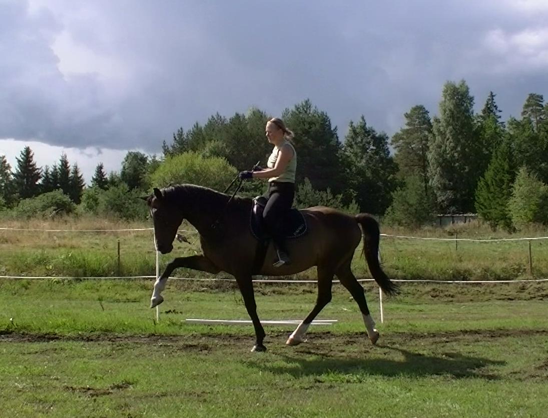 NATURAL HORSEMANSHIP Esprit & Helen : New videos! Bitless natural ...