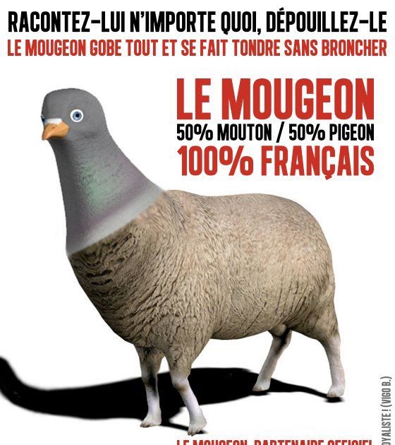 La rubrique des moutons écrasés: Le mougeon, une espèce en voie de ...