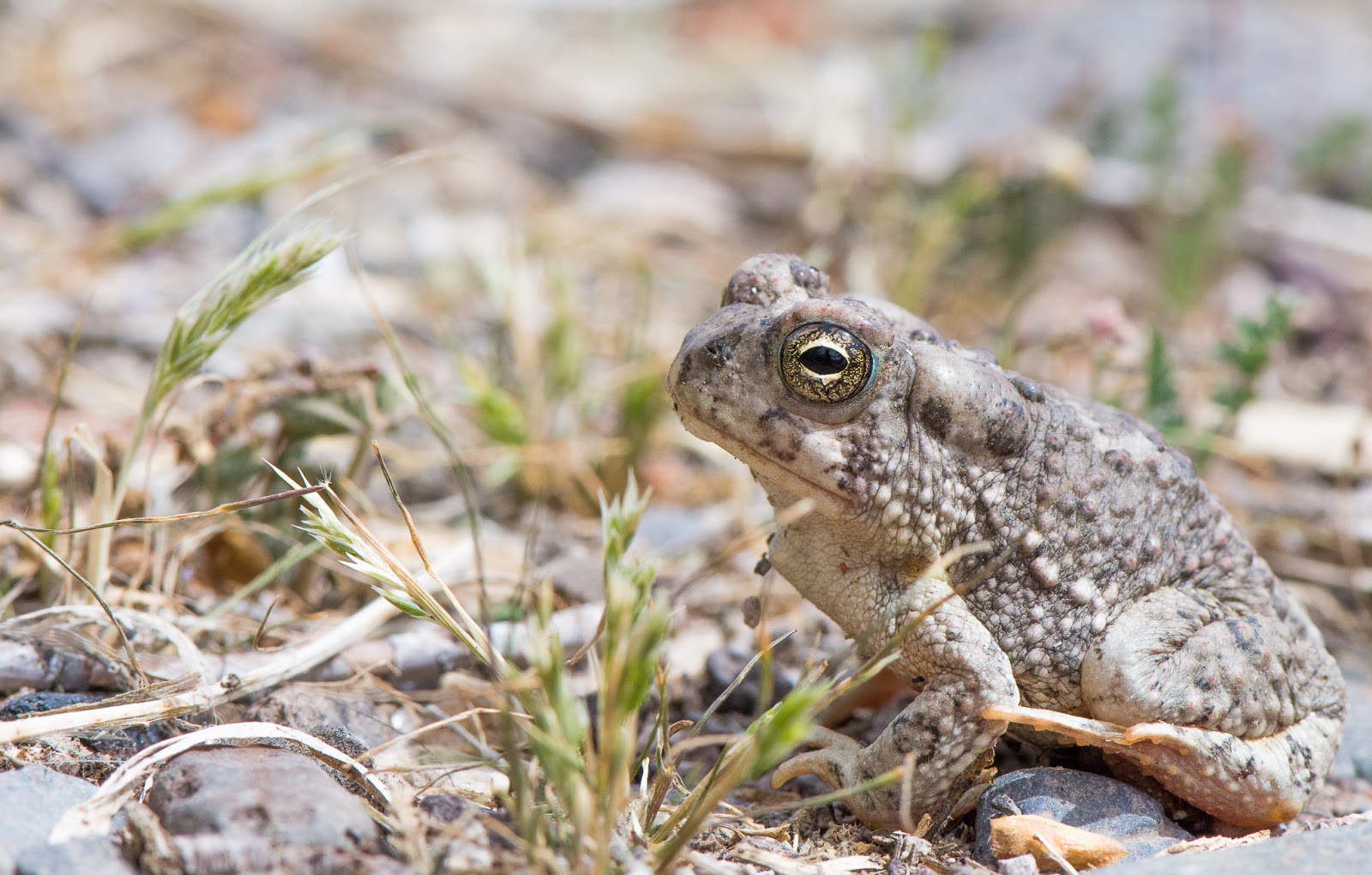 NeoVista Birds and Wildlife: Mojave Desert Field Herping