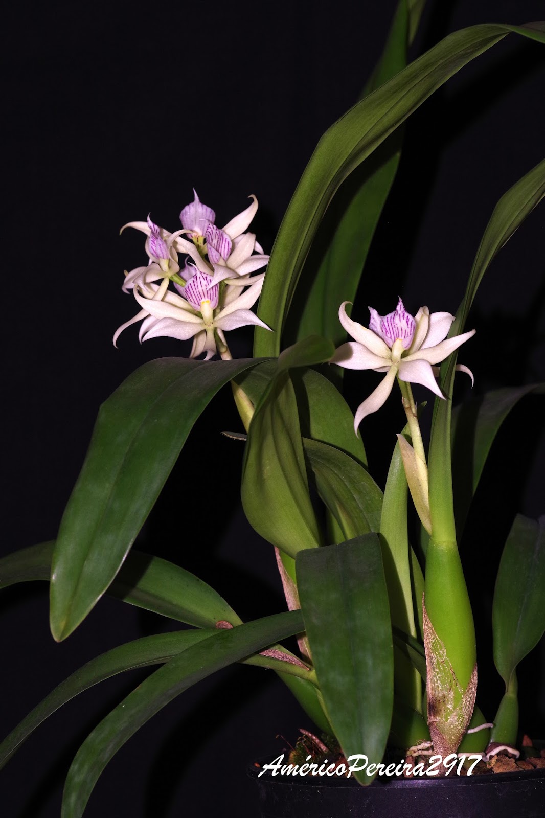 Orquídeas soltas: Prosthechea fragrans