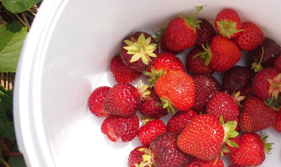 A Day Full of Strawberries! - Ting and Things