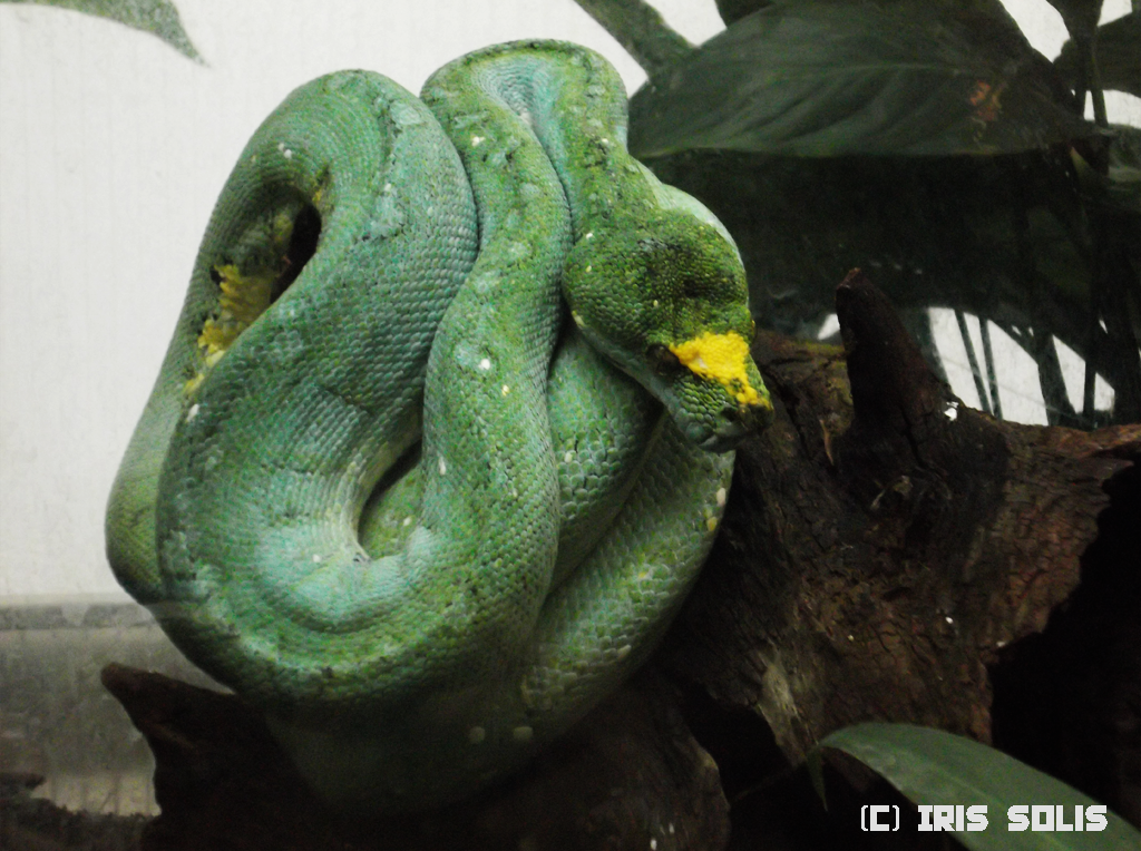 FaunaDex: Pitón arborícola verde