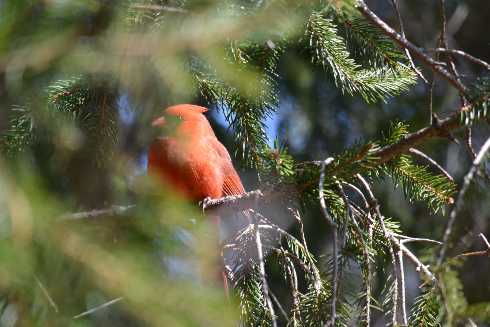 It's All About Purple: Mister Cardinal...