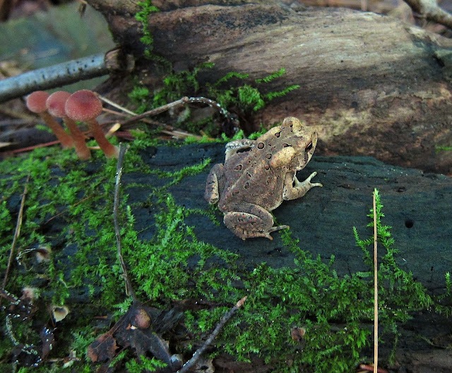 Saratoga woods and waterways: A Fine Day for Fungi