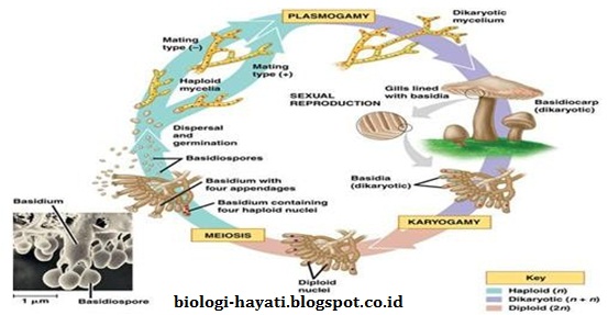 Pengertian, Struktur, Klasifikasi, Reproduksi dan Peranan Jamur