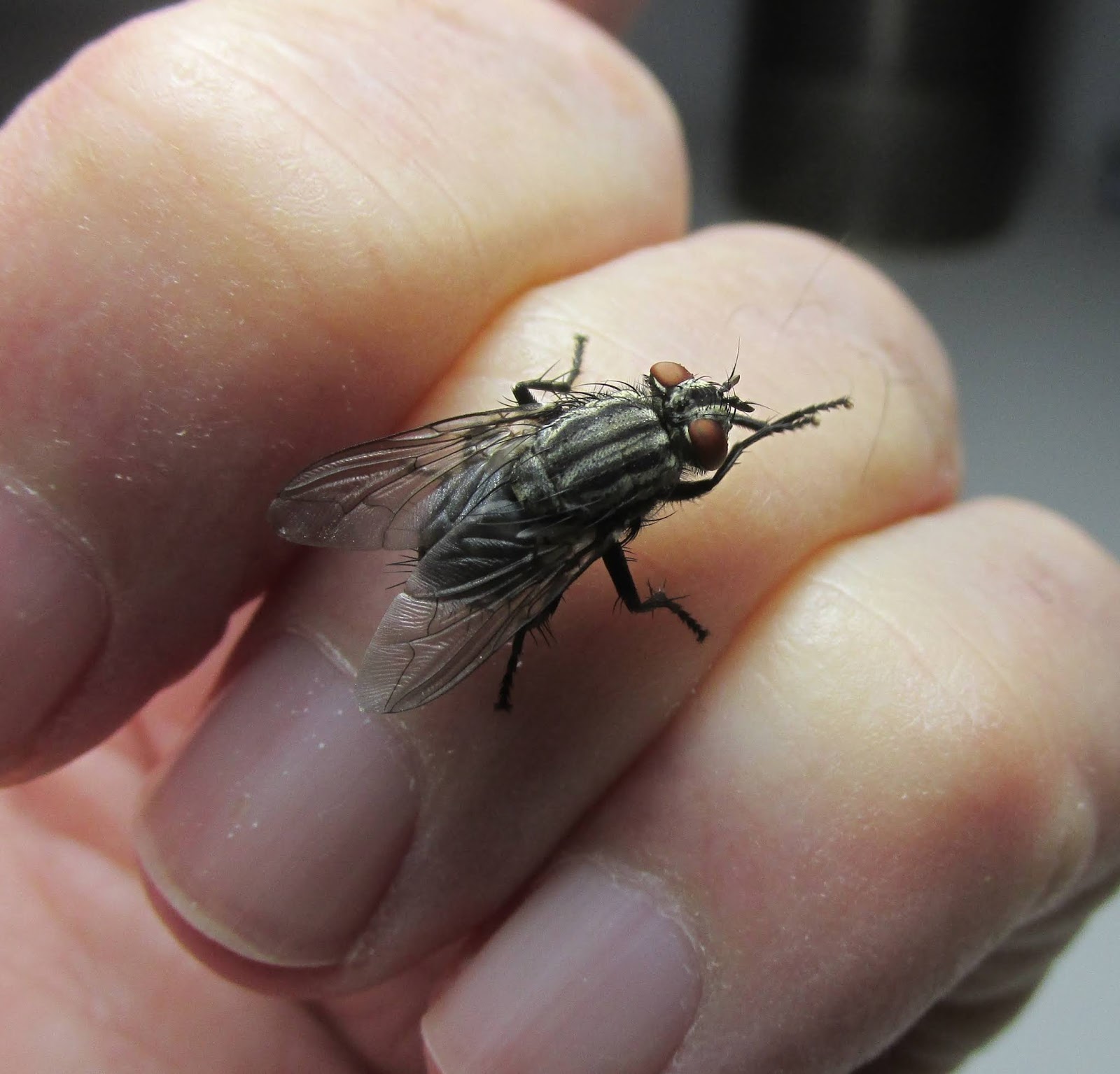 Insectos y flores de Coín: MOSCAS DE COIN