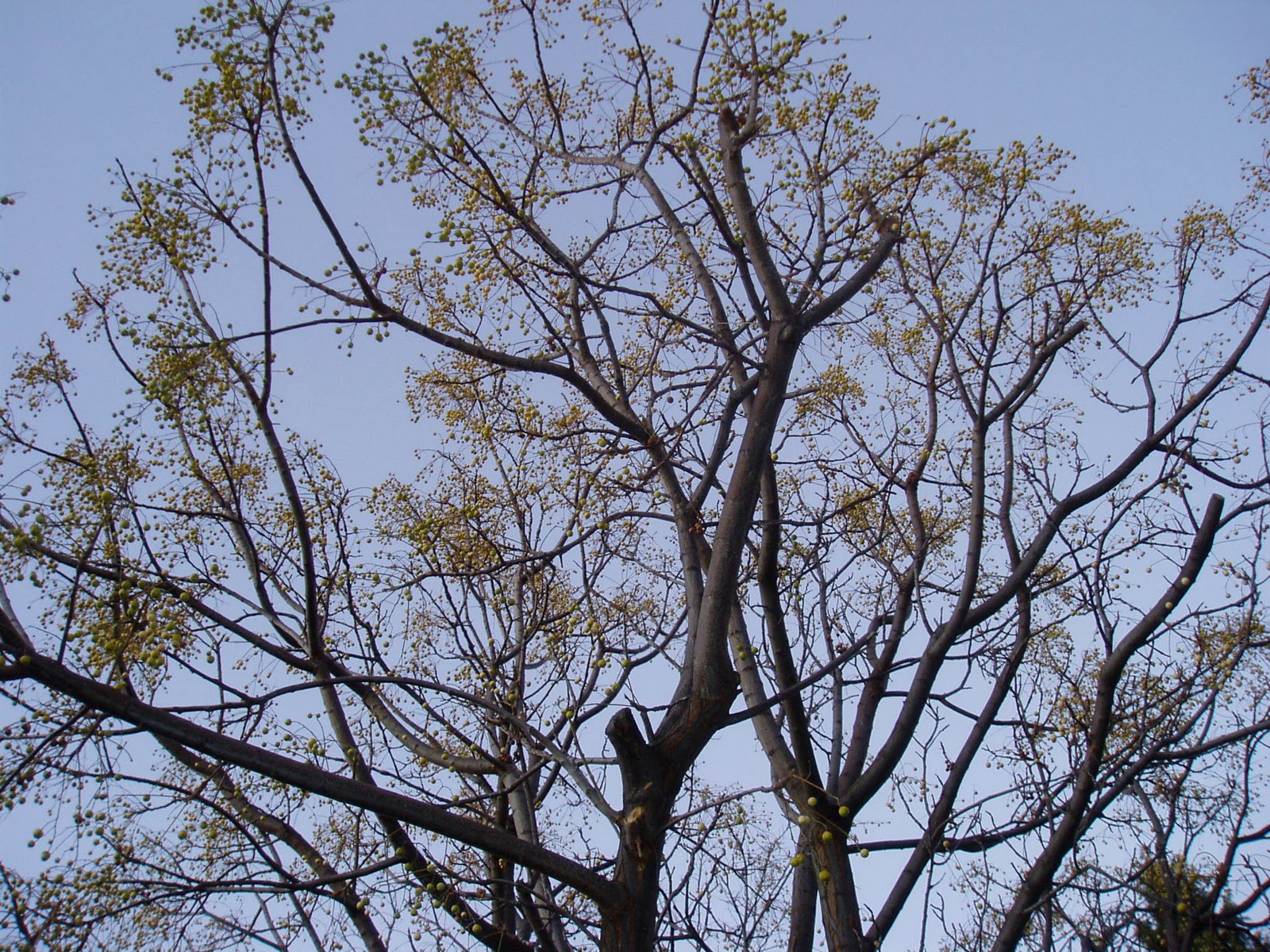 CINAMOMO: Melia azederach | Plantas rioMoros