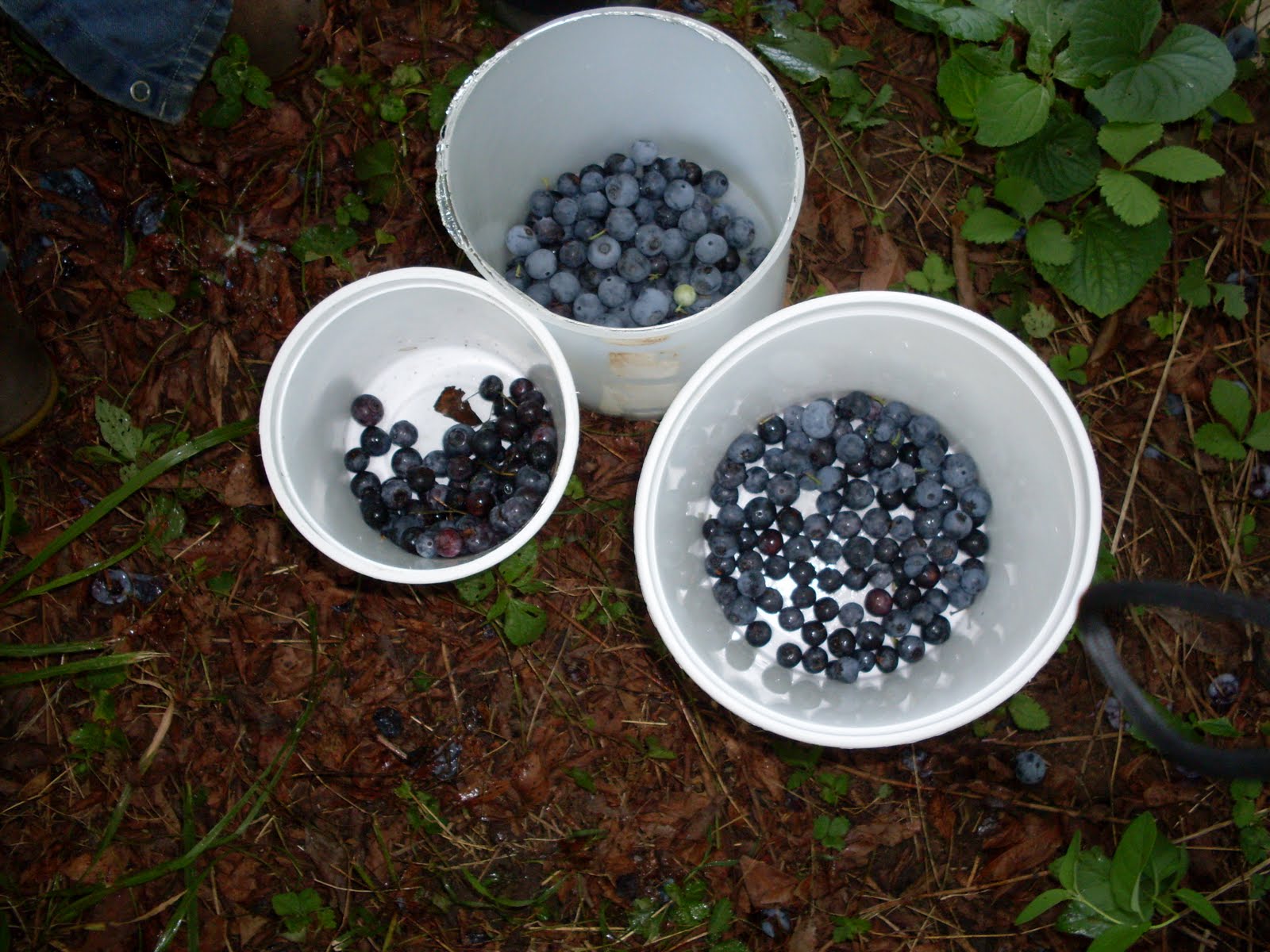 Peru Wengers: Blueberry Picking photos from July Taken by Elisabeth ...
