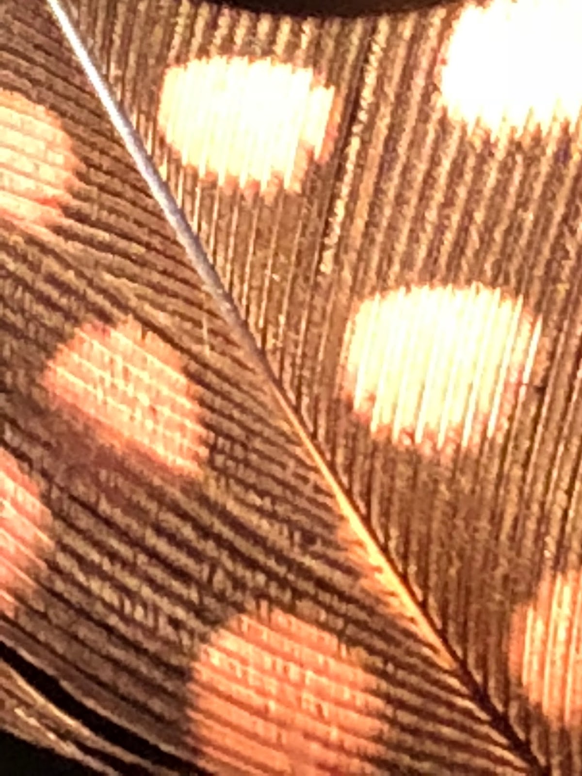 Krazy Kuehner Days: Alexander Calder, Bird Feathers and Nests, Happy ...