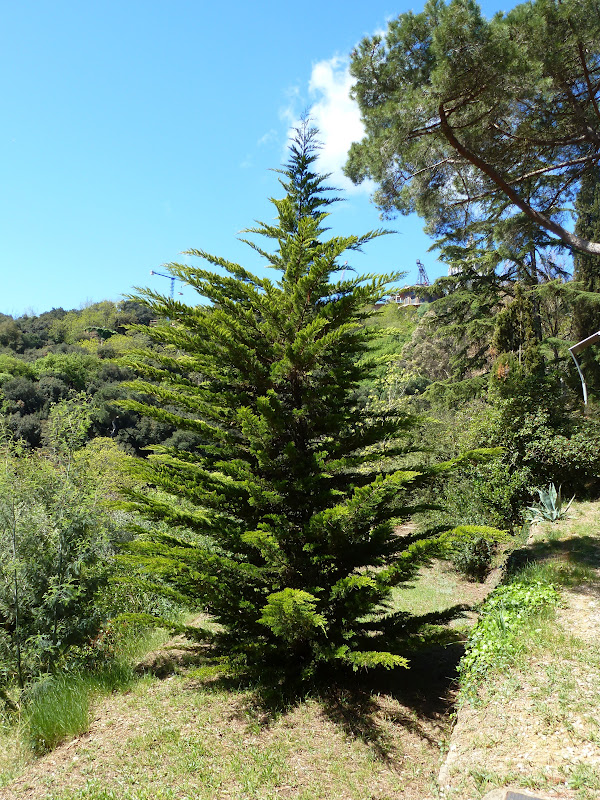 Árboles con alma: Ciprés de Monterrey. Xiprer de Lambert.(Cupressus ...