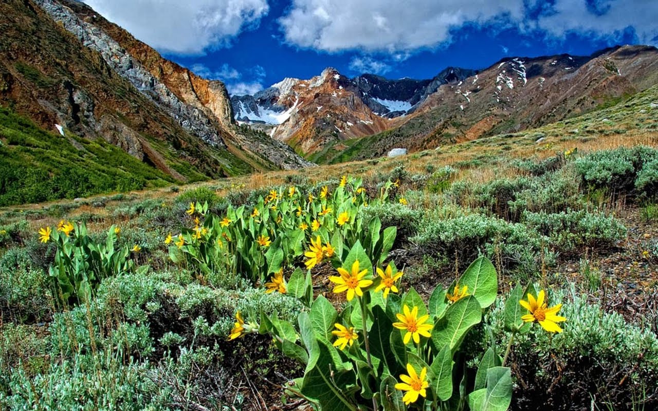 Peisaje de Munte - Primavara la munte ~ Peisaje de Iarna