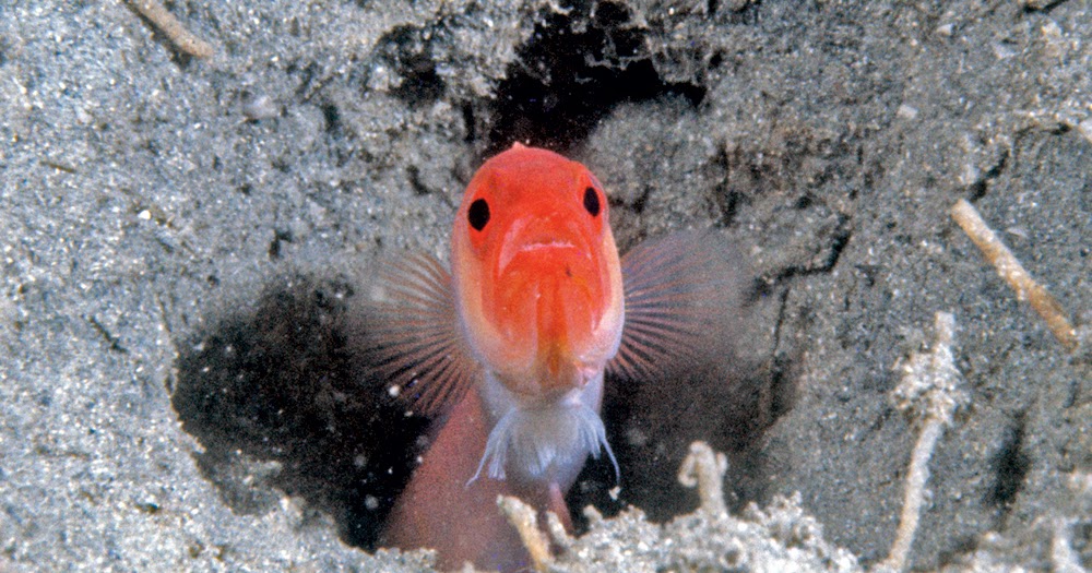 Catalogue of Organisms: Strike up the Bandfish