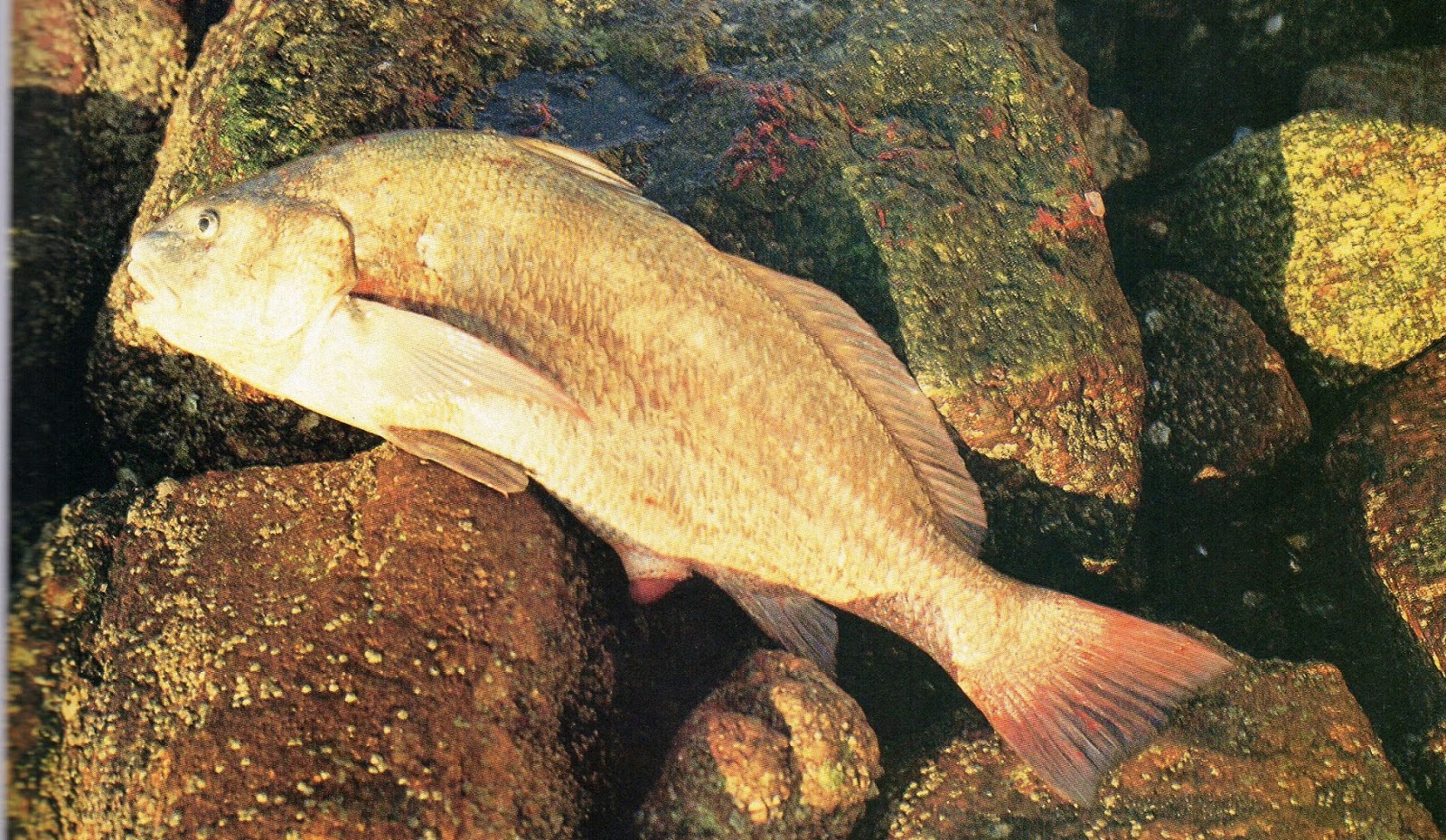 Revista Aruanã Lazer e Esporte no Meio Ambiente: É ÉPOCA DE MIRAGUAIA