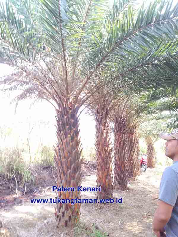 JUAL PALEM KENARI SILVERTREES MURAH | PALEM KENARI ROBUSTA ~ TUKANG TAMAN