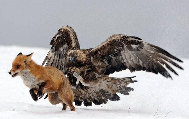 top 10 pictures for fighting between animals - the best